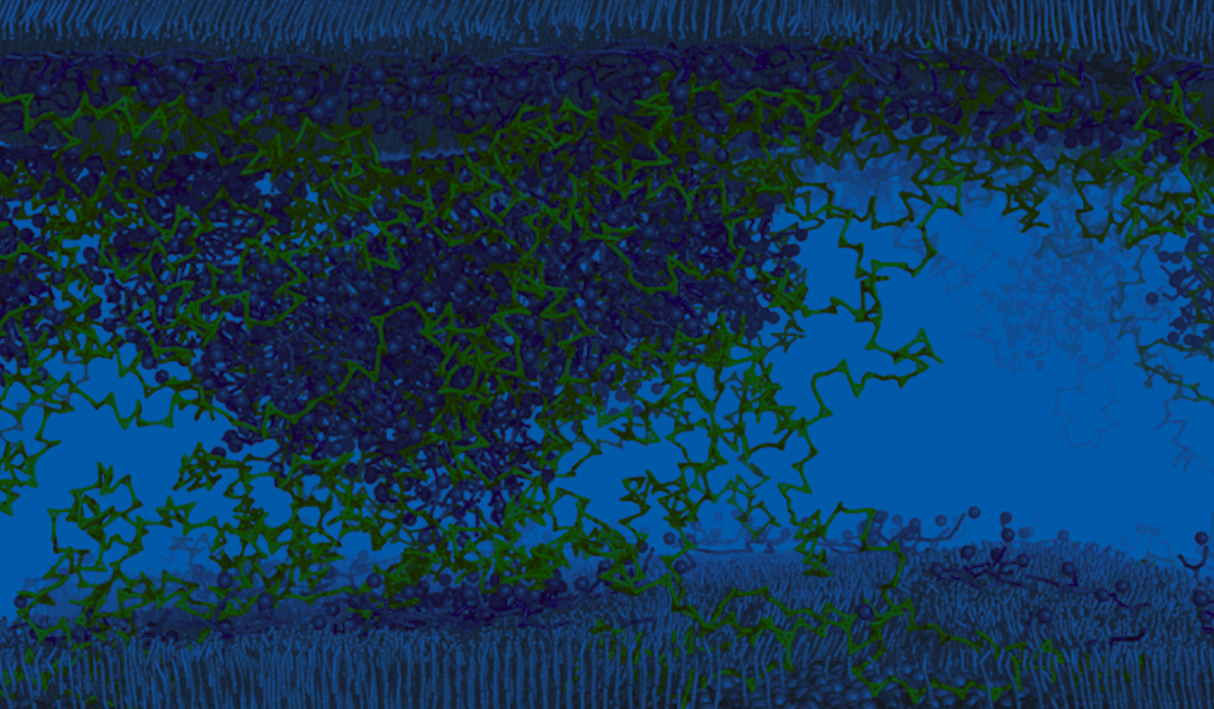 Molecular Dynamics And Coarse Grained Simulations Facilitate The Design